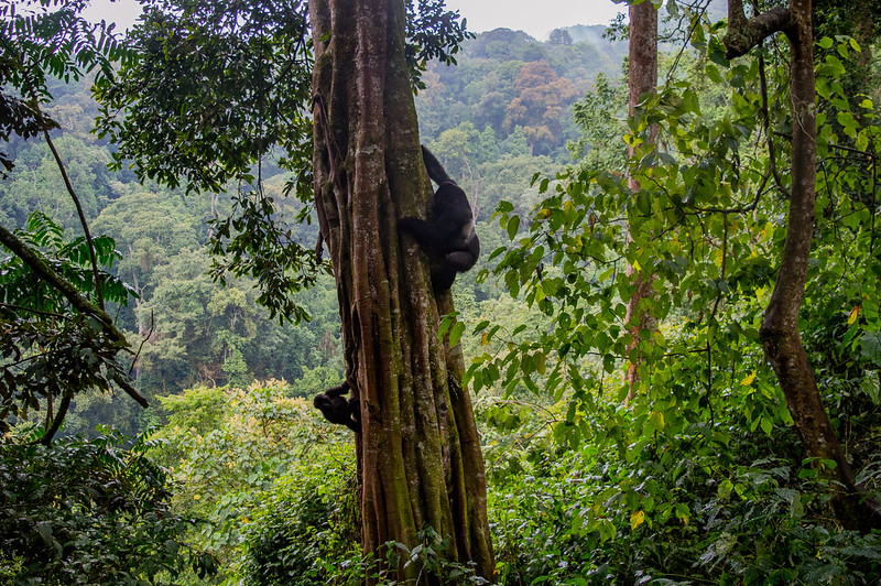 Bwindi Impenetrable National Park - Arcadia Safaris