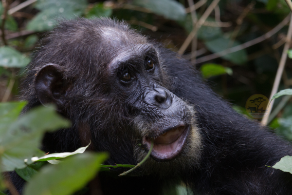 Facts About Chimpanzee - Arcadia Safaris