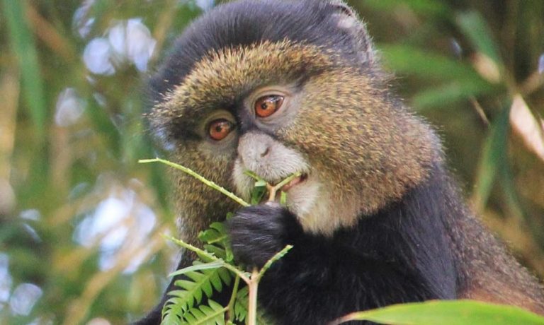 Golden Monkey in Uganda (Cercopithecus kandti) - Arcadia Safaris
