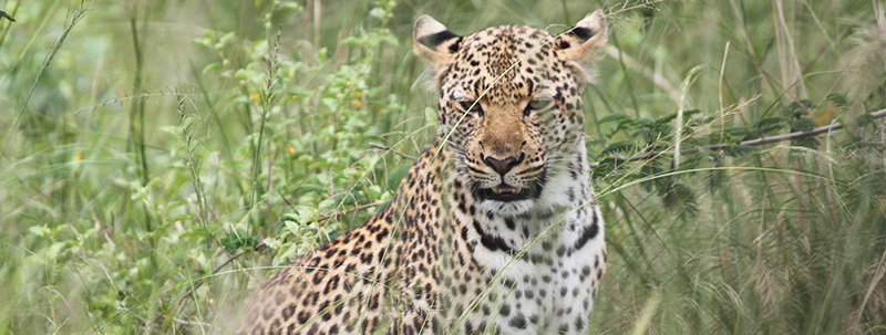 Queen Elizabeth National Park - Arcadia Safaris