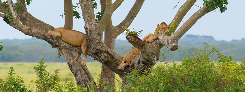 Queen Elizabeth National Park - Arcadia Safaris