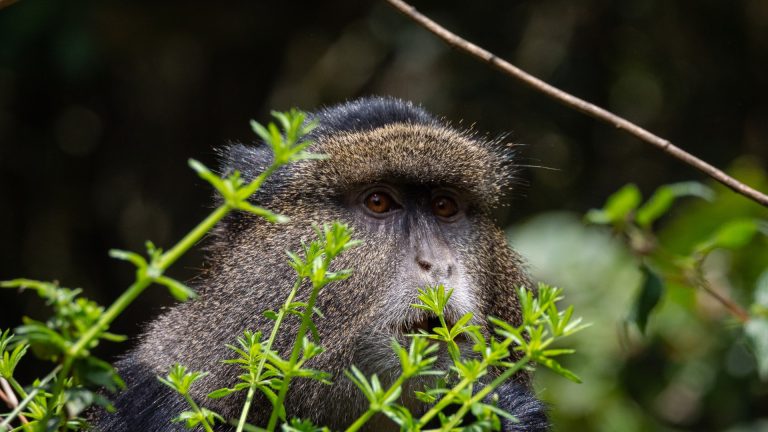 Golden Monkey in Uganda (Cercopithecus kandti) - Arcadia Safaris