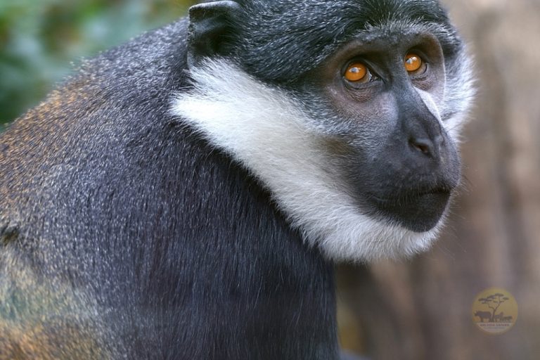 L'Hoest's Monkey in Uganda (Cercopithecus lhoesti) - Arcadia Safaris