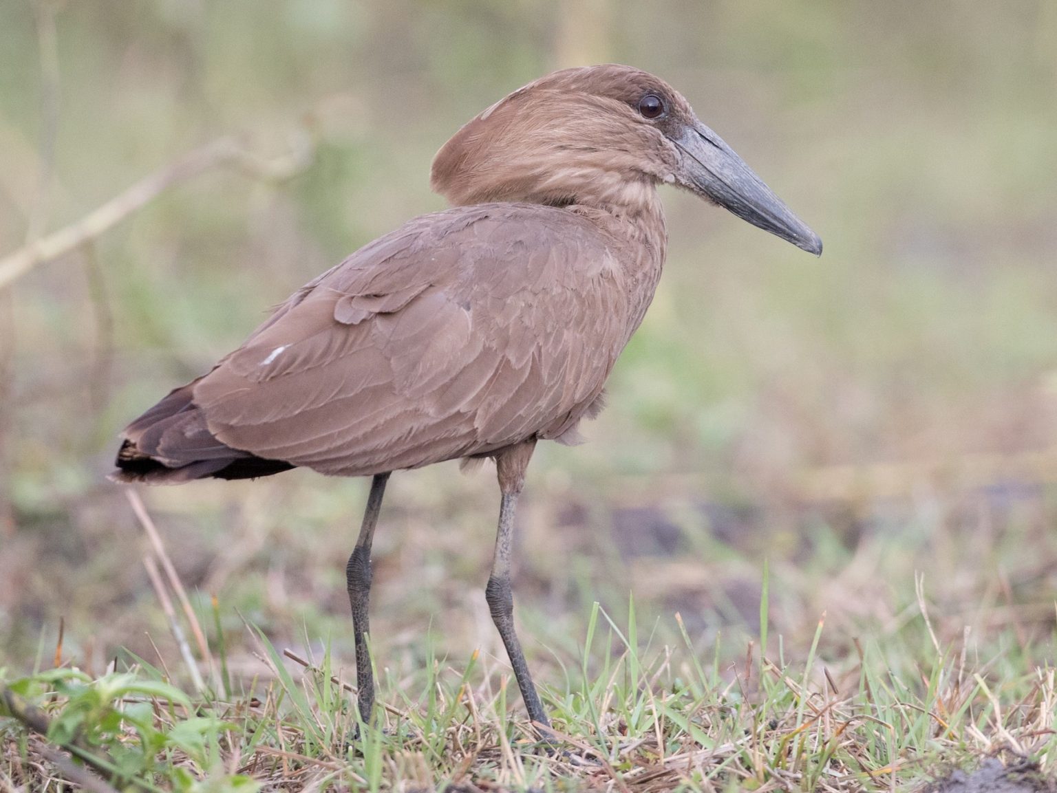 Hamerkop in Uganda (Scopus umbretta) - Arcadia Safaris