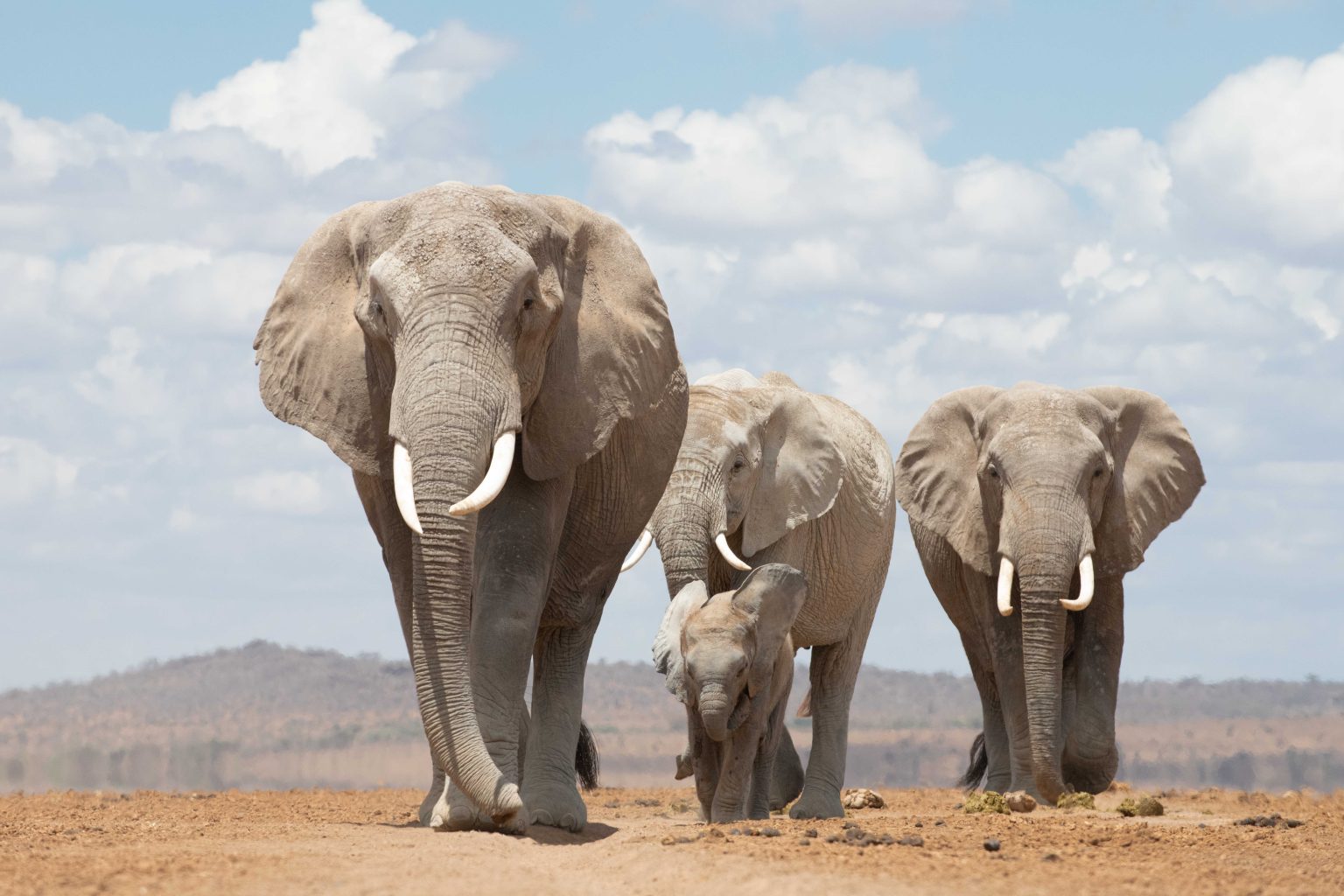 Difference Between African Bush and Forest Elephant - Arcadia Safaris