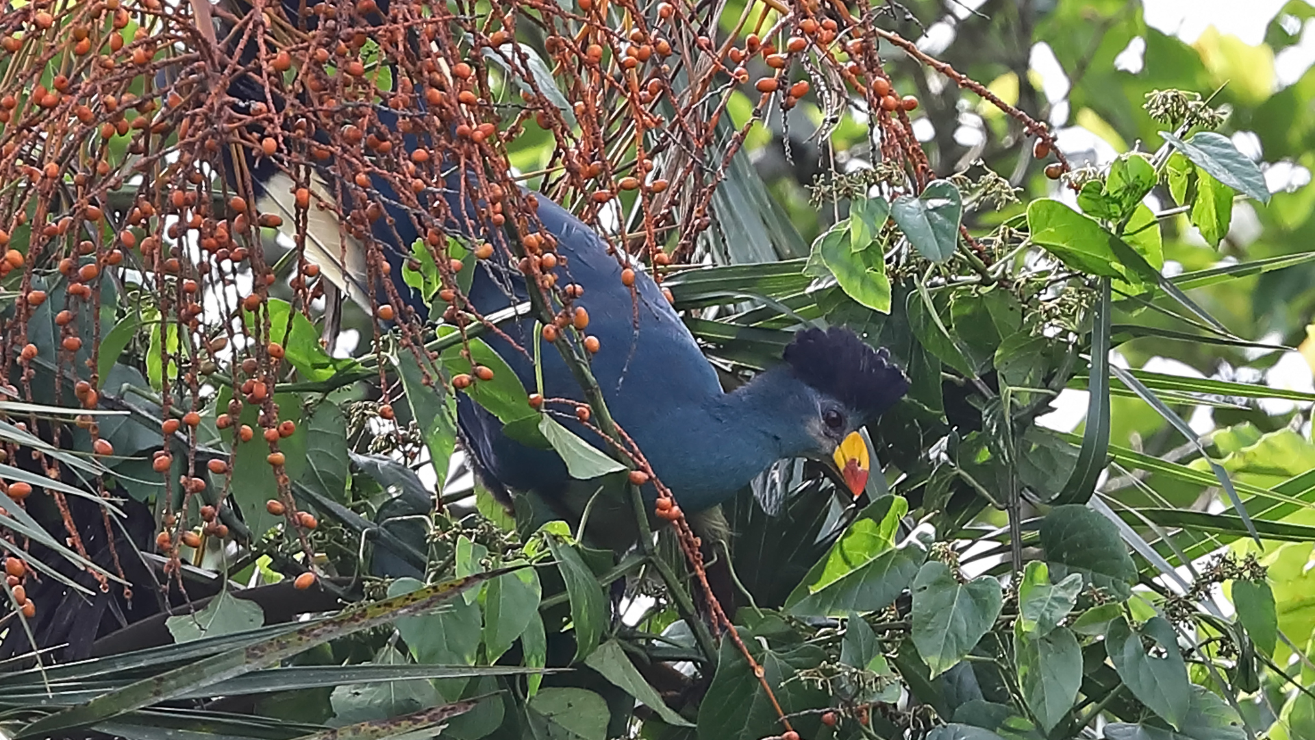 Budongo Forest Reserve: Chimpanzee Tracking in Uganda - Arcadia Safaris