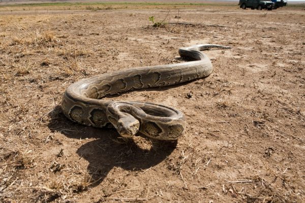 African Rock Python: Reptiles in Uganda - Arcadia Safaris