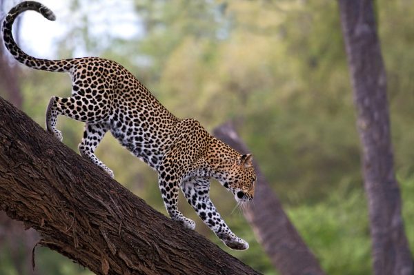 How Long Do Leopards Live: The Lifespan of Panthera pardus - Arcadia ...