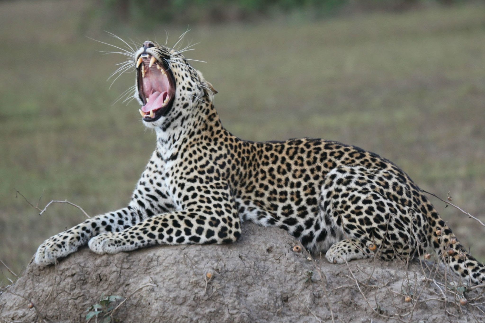 Gestation Period of a Leopard - Arcadia Safaris