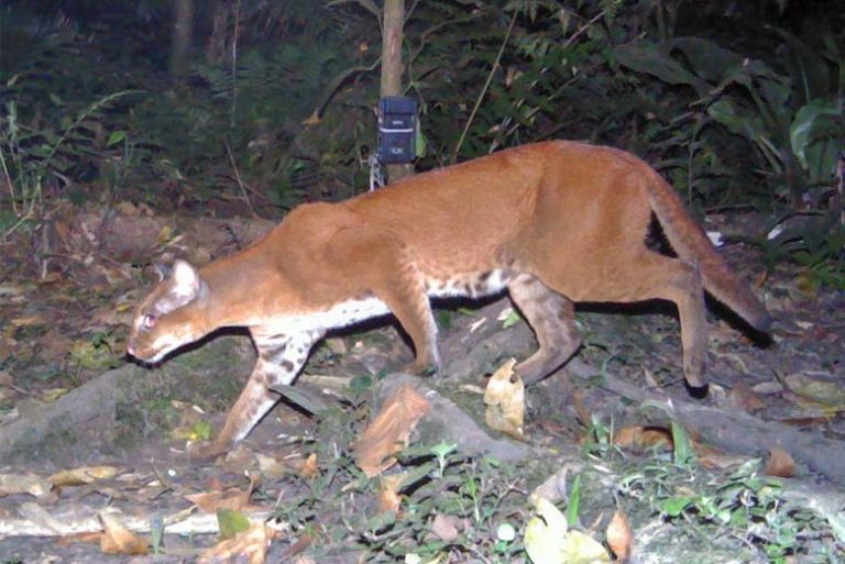 The African Golden Cat (Caracal aurata) in Uganda - Arcadia Safaris