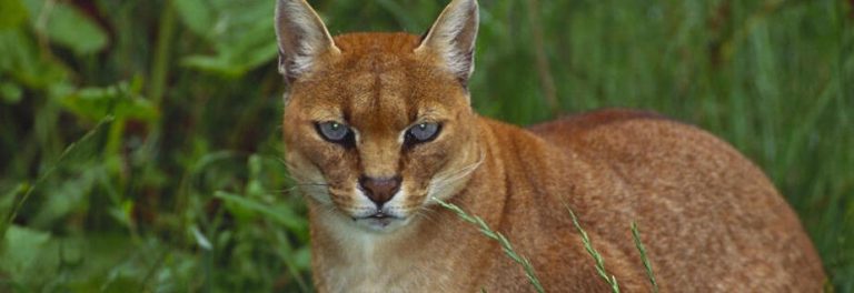 The African Golden Cat (Caracal aurata) in Uganda - Arcadia Safaris