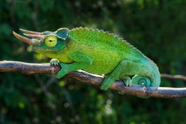 The Three Horned Chameleon in Uganda - Arcadia Safaris