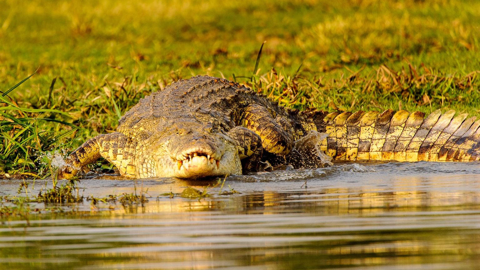 Nile Crocodile in Uganda (Crocodylus niloticus) - Arcadia Safaris