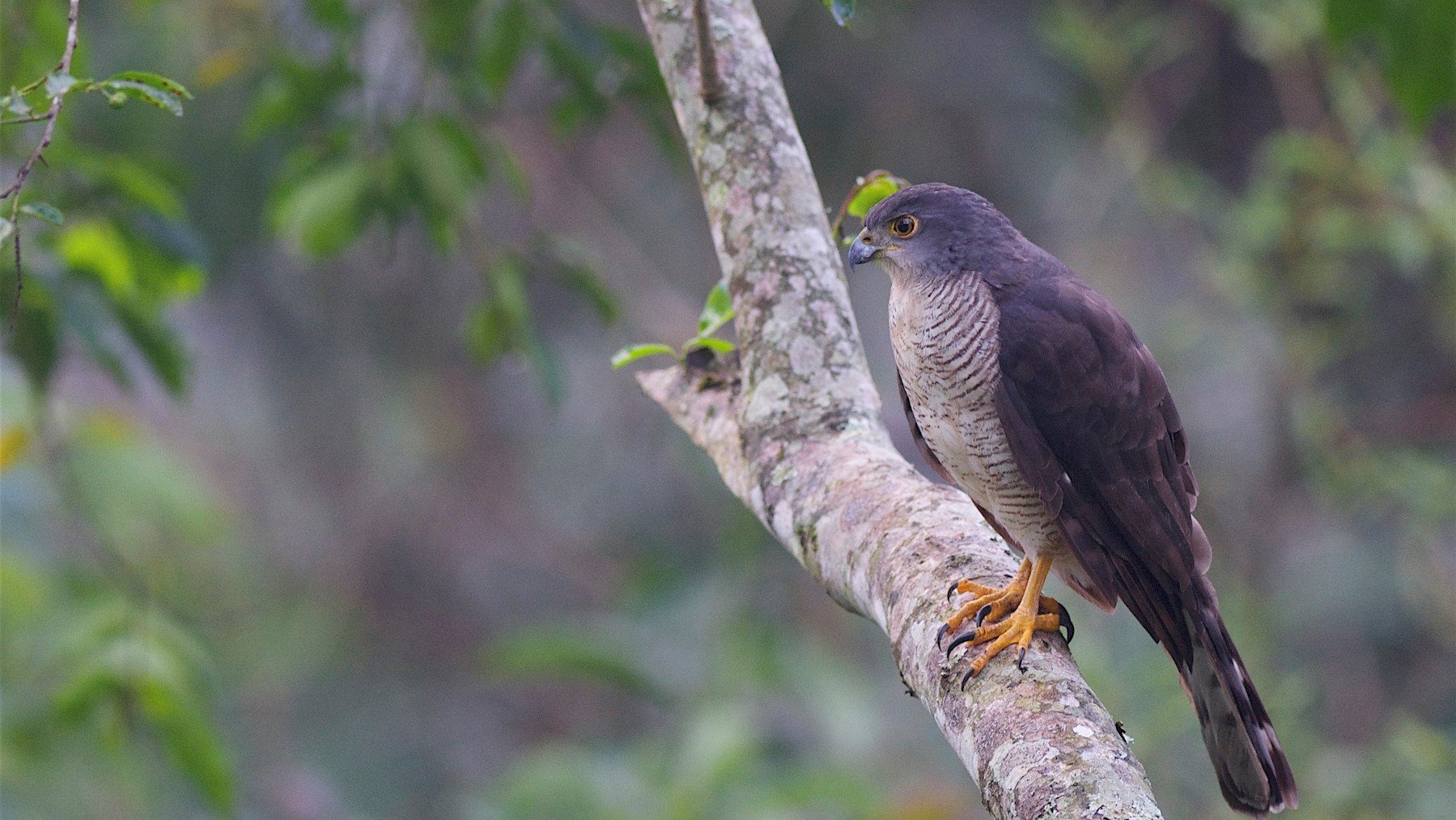 African Goshawk in Uganda (Accipiter tachiro) - Arcadia Safaris