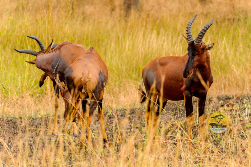 Topi Antelope in Uganda (Damaliscus lunatus jimela) - Arcadia Safaris