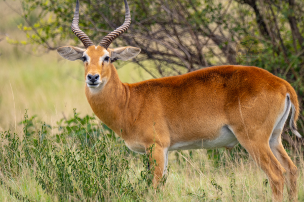 Ugandan Kob (Kobus kob thomasi) - Arcadia Safaris