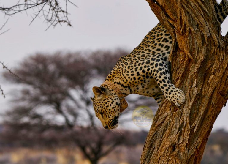 African Leopard: All You Need to Know - Arcadia Safaris