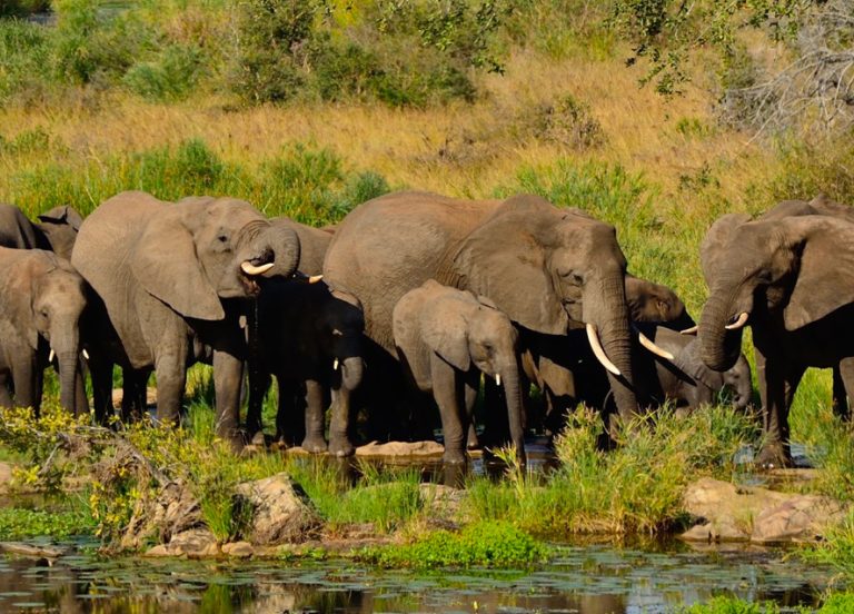 How Long do Elephants Live: Lifespan of Elephants - Arcadia Safaris