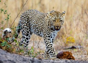 How Long Do Leopards Live: The Lifespan of Panthera pardus - Arcadia ...