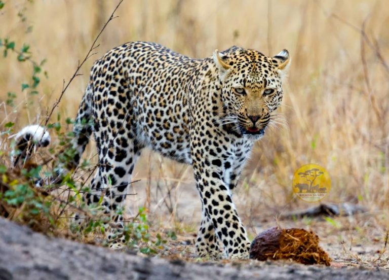 How Long Do Leopards Live: The Lifespan of Panthera pardus - Arcadia ...