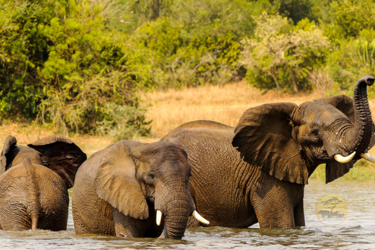 Facts About African Elephants: 10 Fascinating Truths - Arcadia Safaris