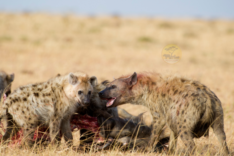 Hyenas in Uganda: Where to Find Them - Arcadia Safaris
