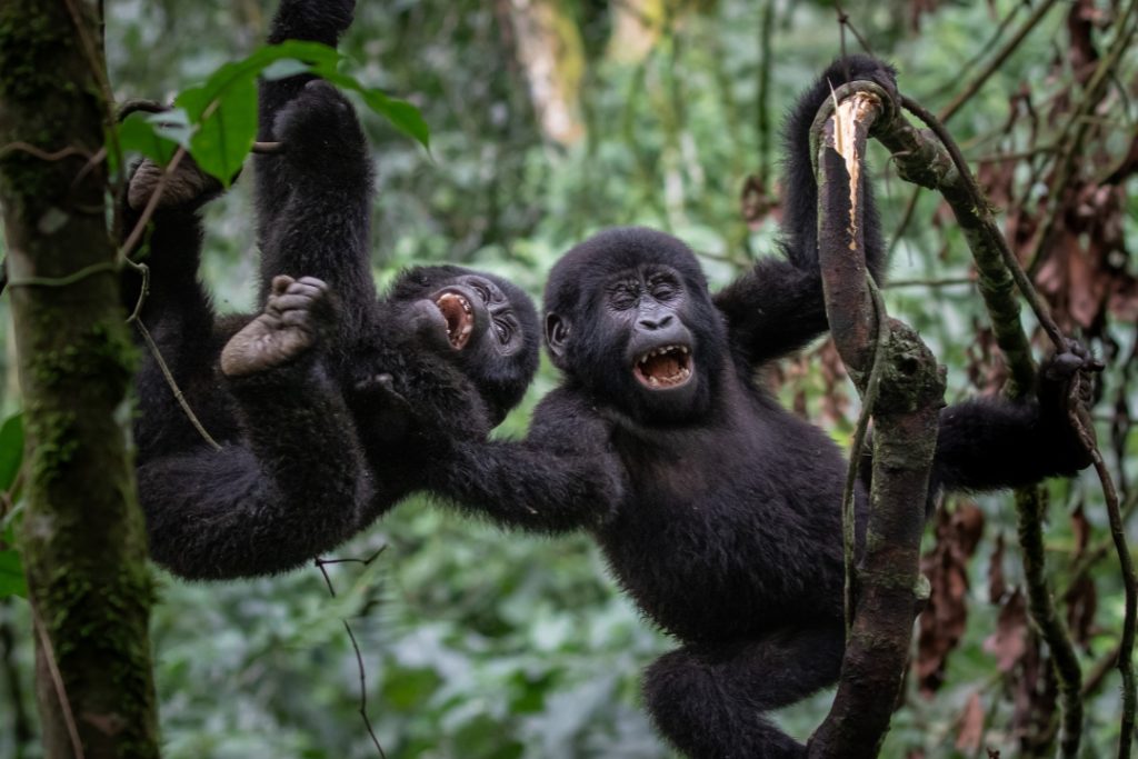 Gorilla Families | Groups in Uganda - Arcadia Safaris