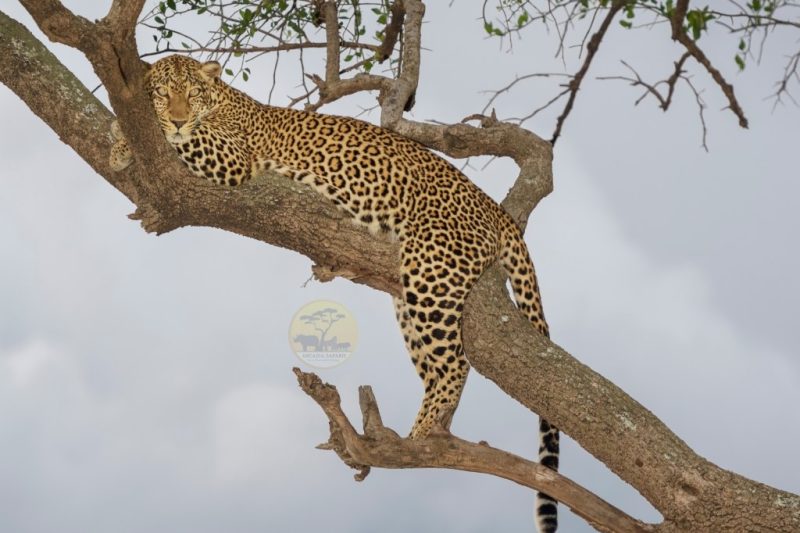Where to See Leopards in Uganda - Arcadia Safaris
