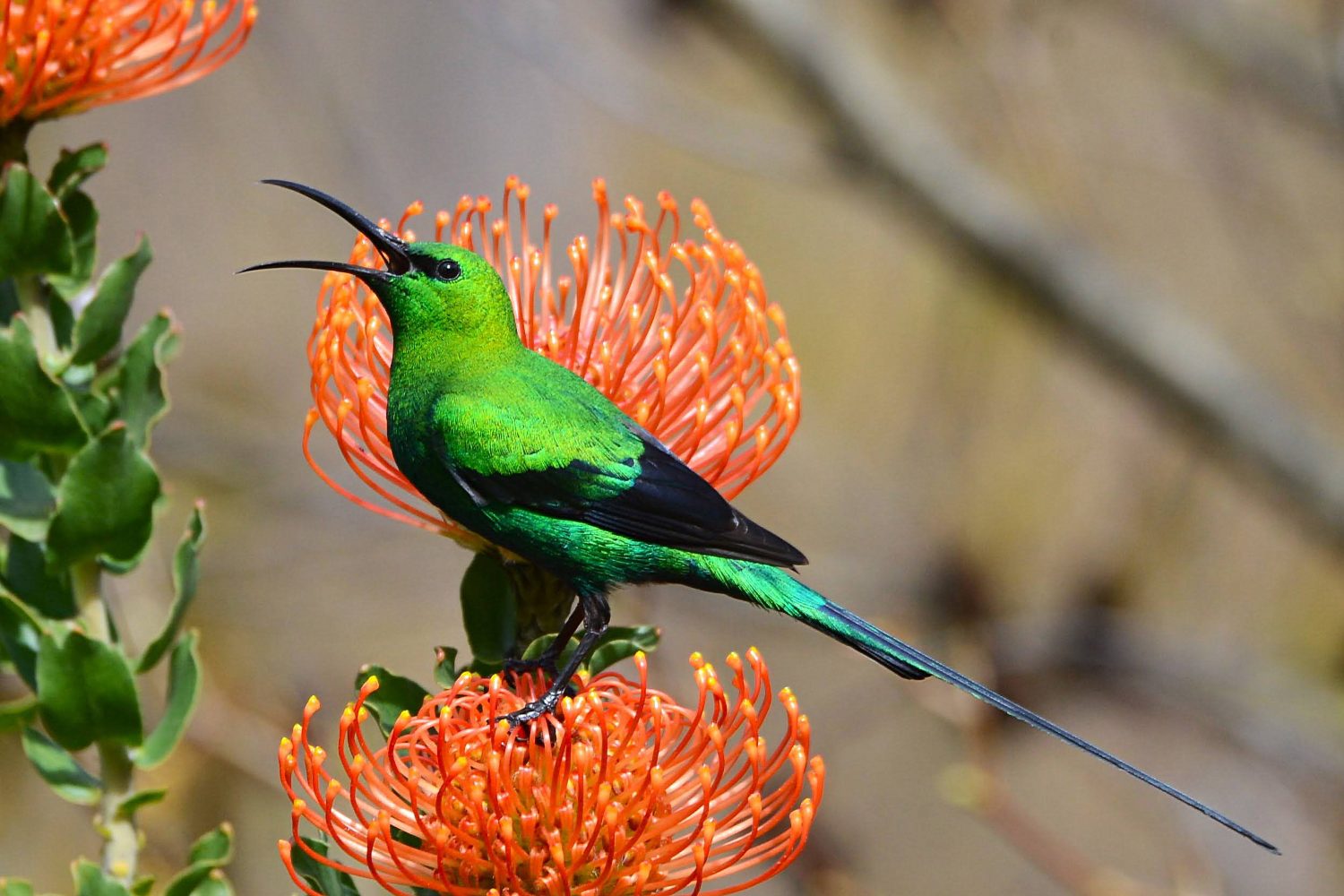 Malachite Sunbird in Uganda (Nectarinia famosa) - Arcadia Safaris